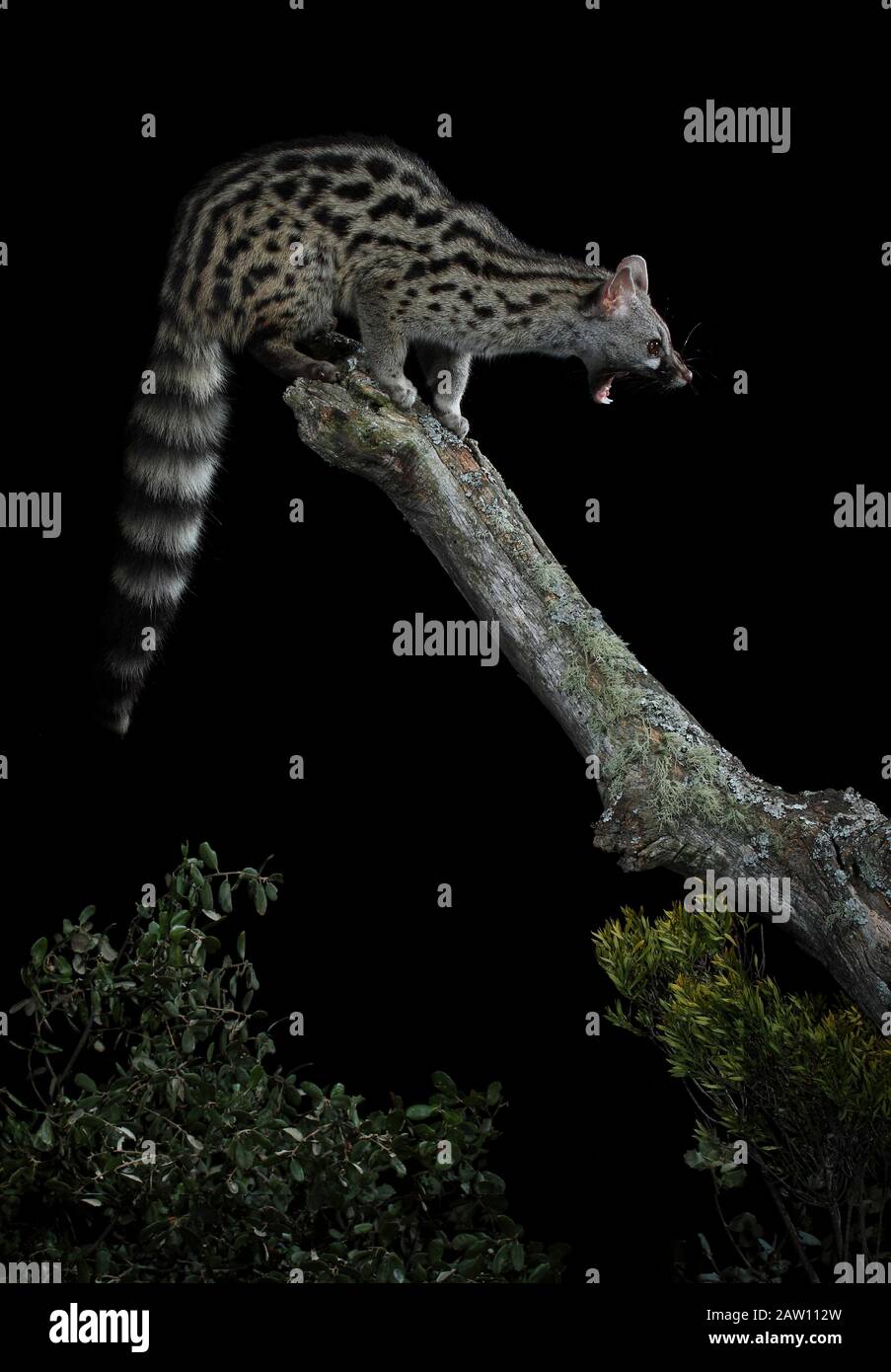Common Genet Genetta Genetta High Resolution Stock Photography and ...