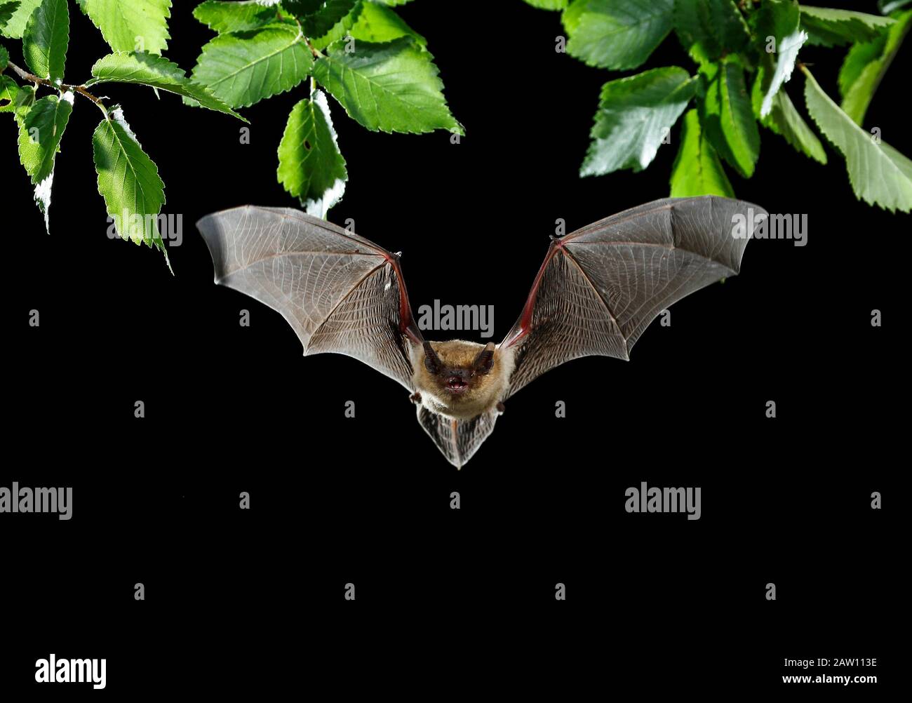 Serotine bat eptesicus serotinus hi-res stock photography and images ...