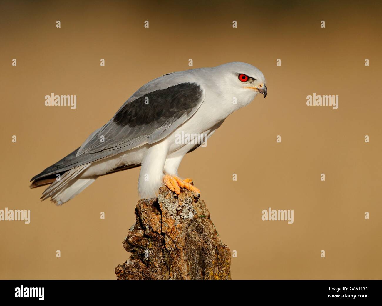 Black winged kite hi-res stock photography and images - Alamy