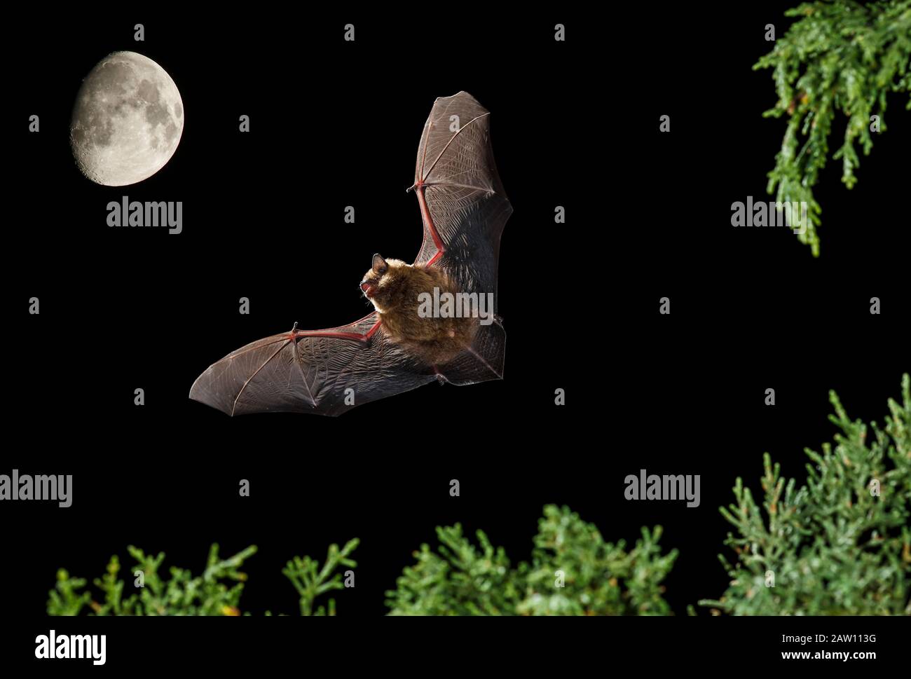 Scary moon hi-res stock photography and images - Alamy