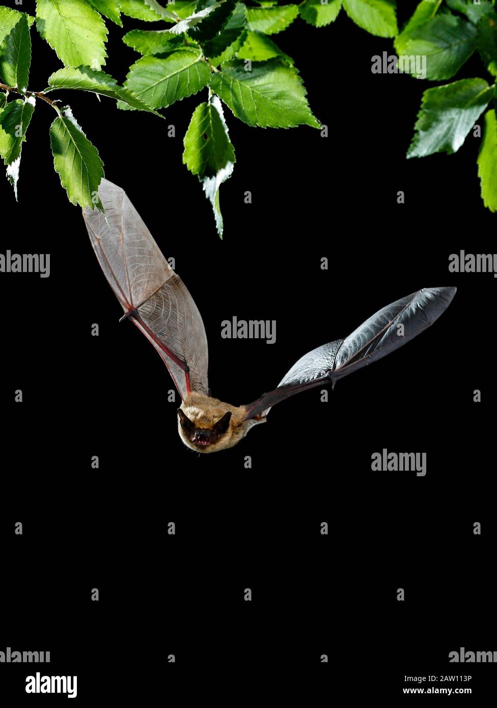 Eptesicus serotinus hi-res stock photography and images - Alamy