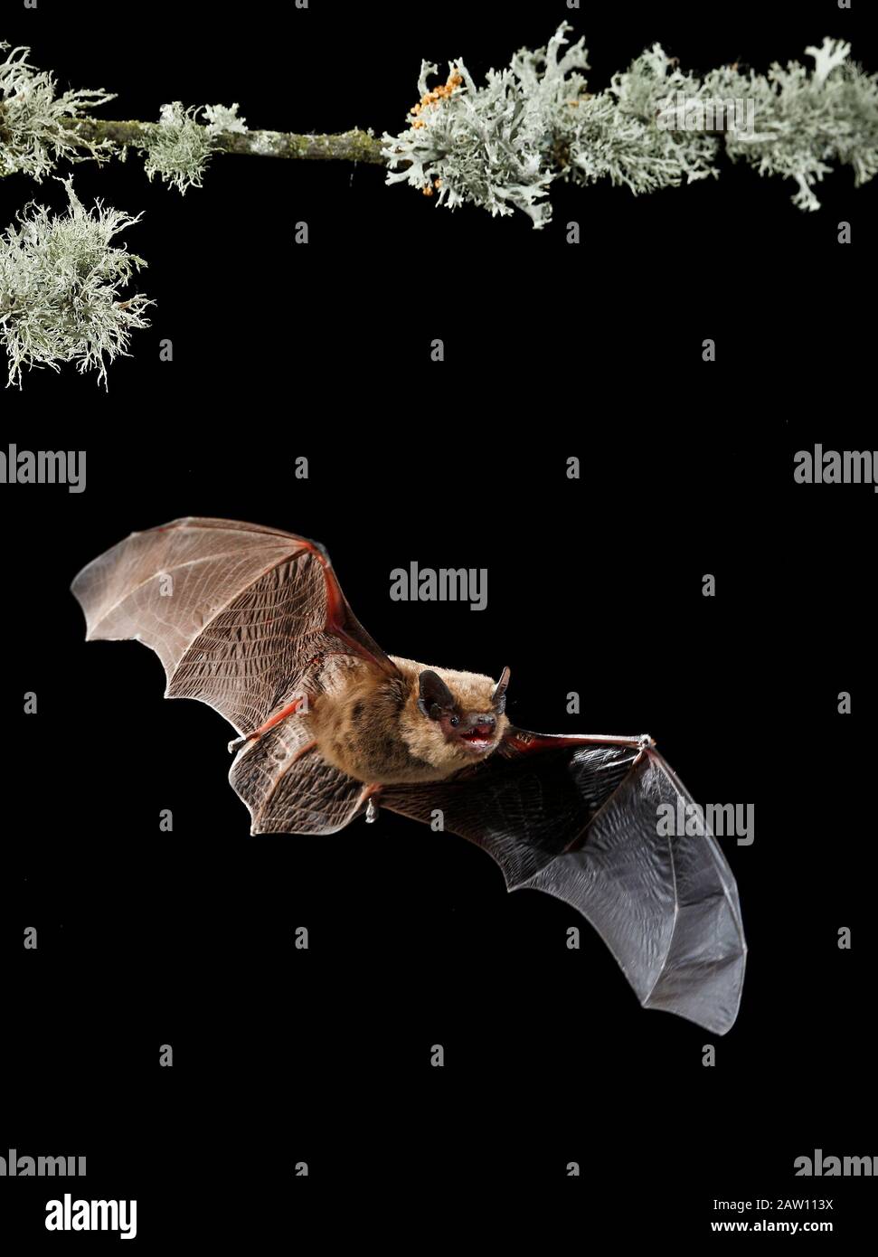 Eptesicus serotinus hi-res stock photography and images - Alamy