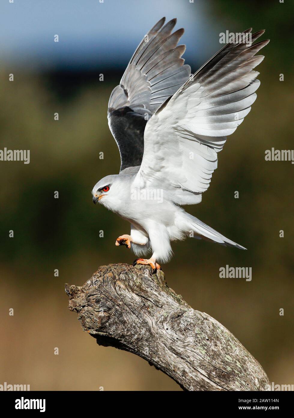 Black-winged Kite (Elanus caeruleus), Spain Stock Photo - Alamy