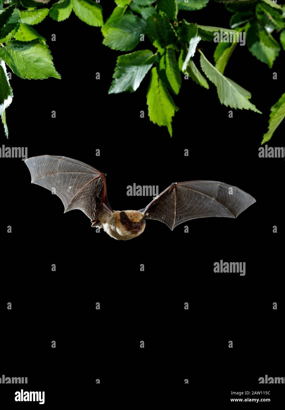 Eptesicus serotinus hi-res stock photography and images - Alamy