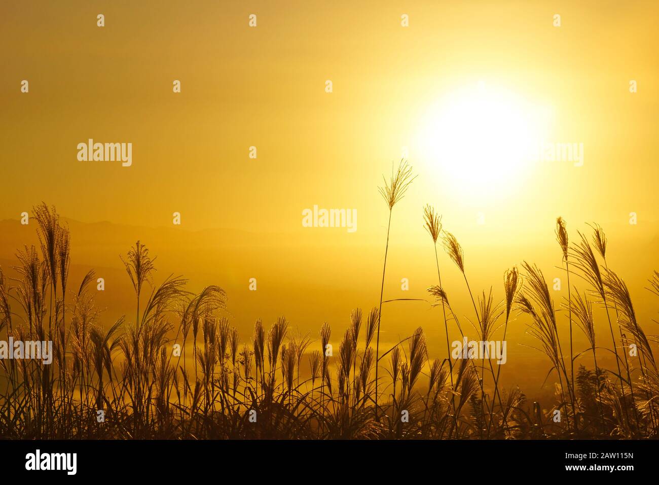 Golden japanese forest grass hi-res stock photography and images - Alamy