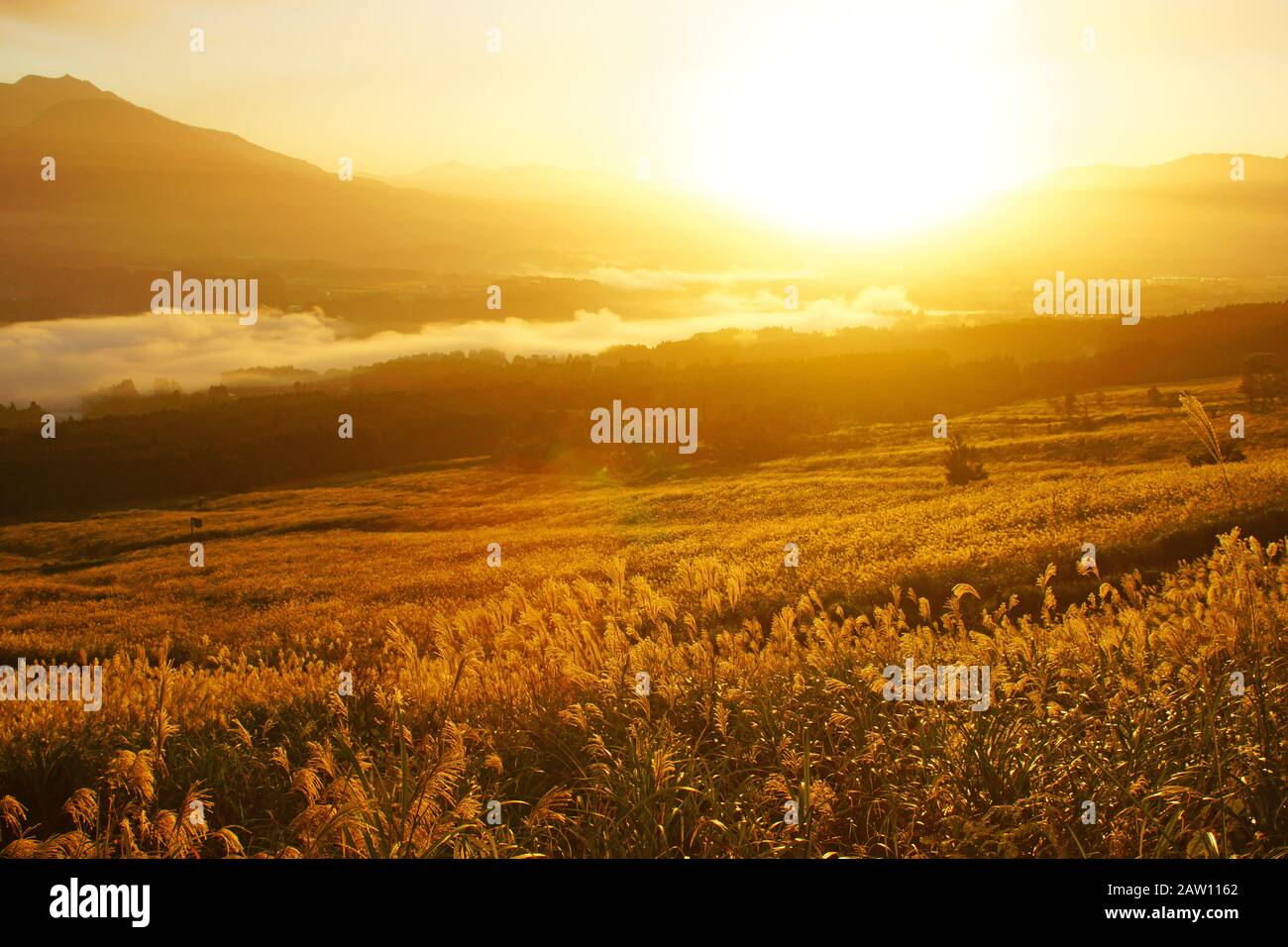 Golden japanese forest grass hi-res stock photography and images - Alamy