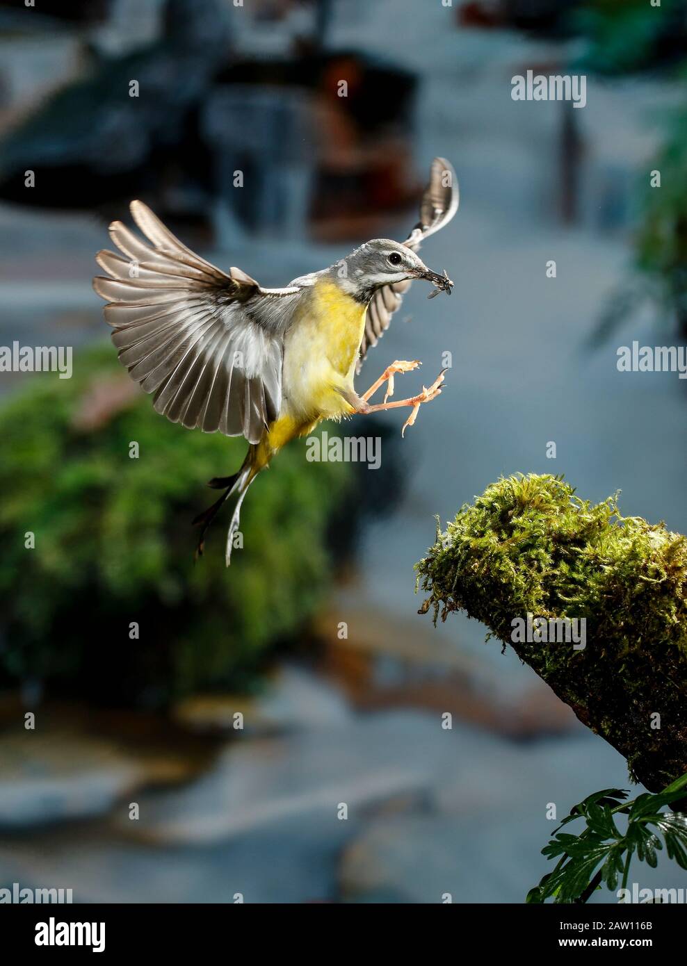 Grey wagtail in flight hi-res stock photography and images - Alamy