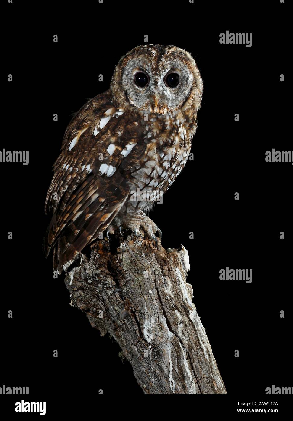 Europe strix aluco hi-res stock photography and images - Alamy