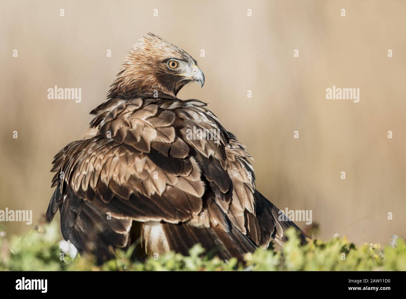 Booted Eagle (Hieraaetus pennatus) protecting prey, Salamanca, Castilla ...