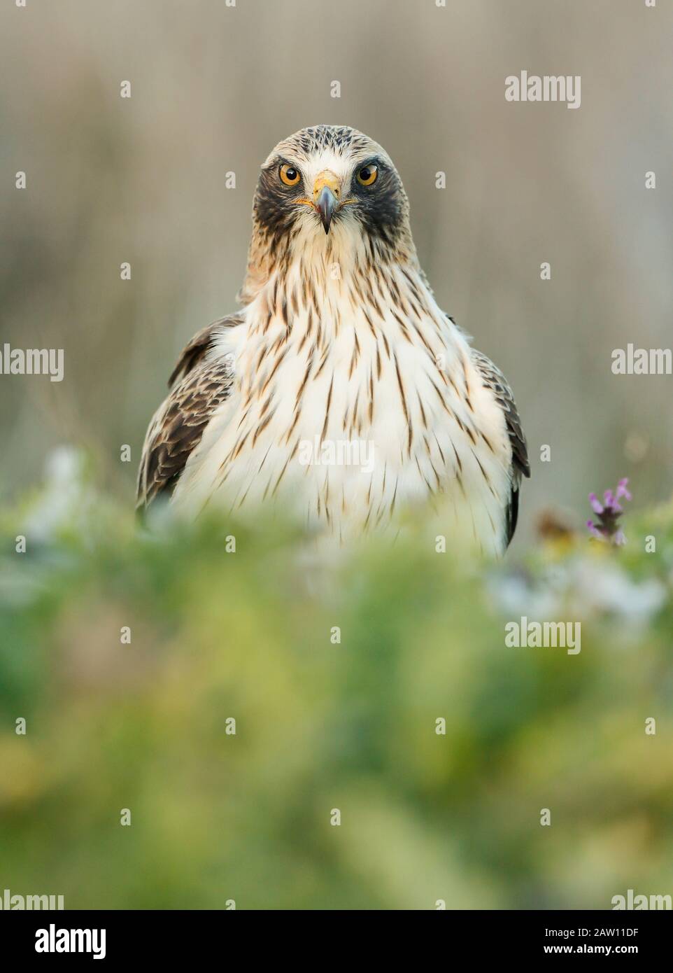 Booted eagle hi-res stock photography and images - Alamy