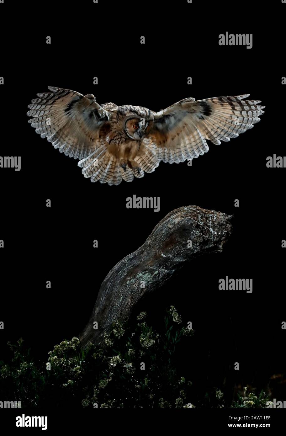 Birds in flight hi-res stock photography and images - Alamy