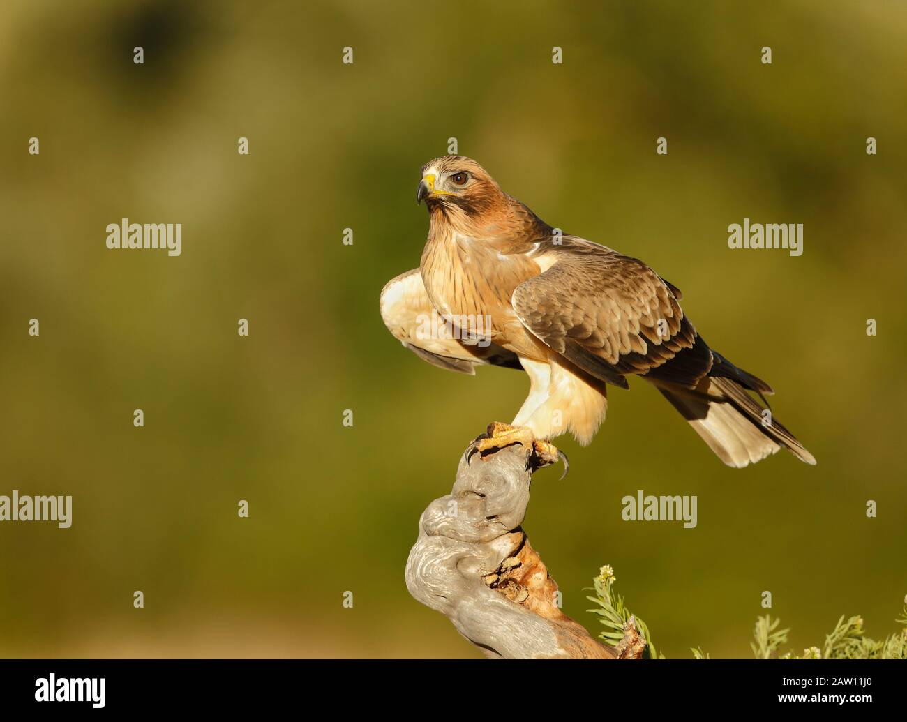 Booted Eagle (Hieraaetus pennatus), Salamanca, Castilla y Leon, Spain ...