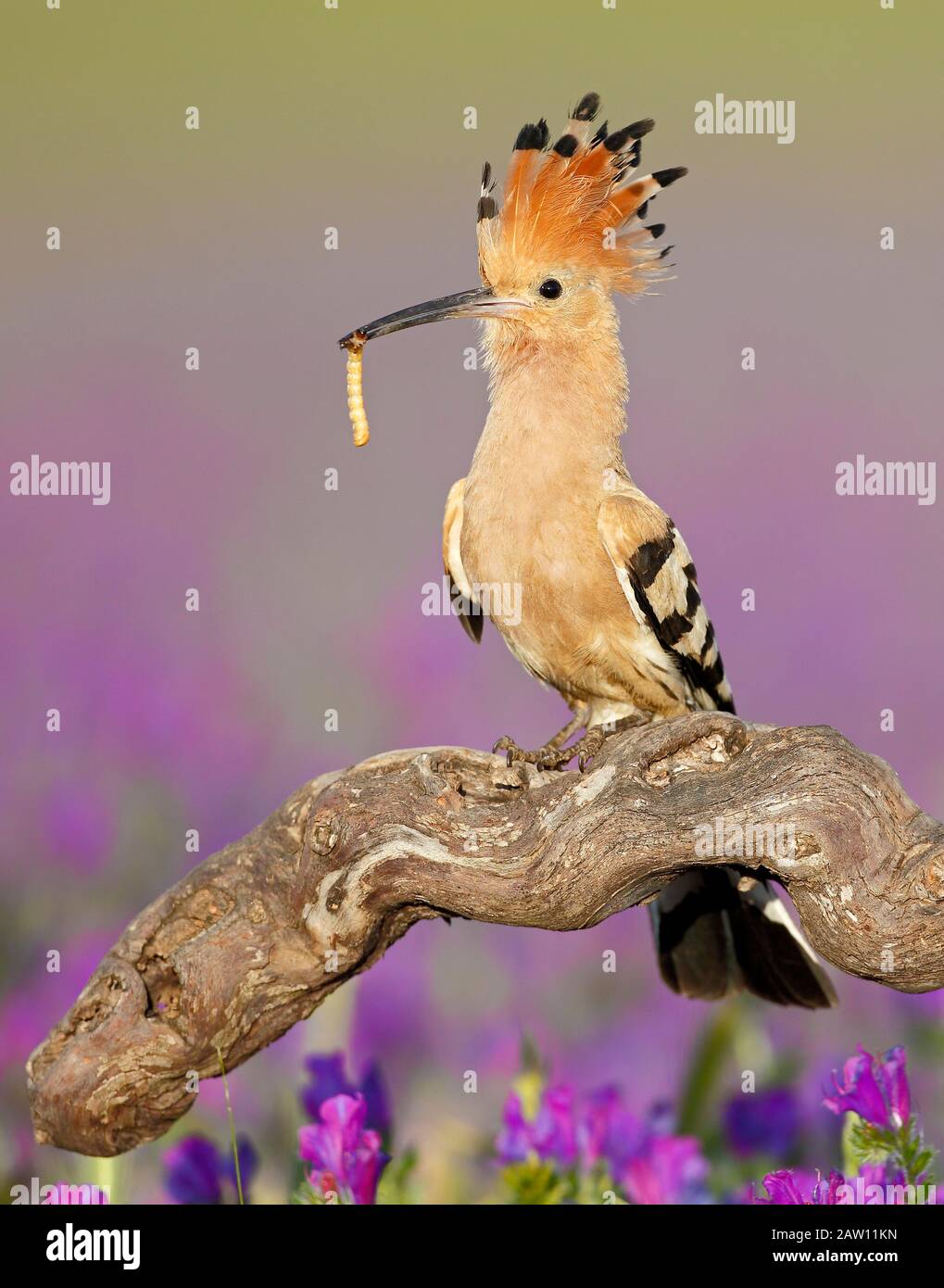 Spanish birds hi-res stock photography and images - Alamy