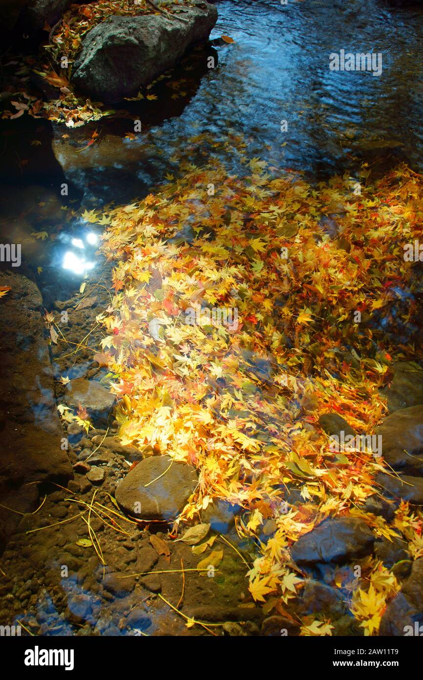 Autumn foliage in river Stock Photo - Alamy