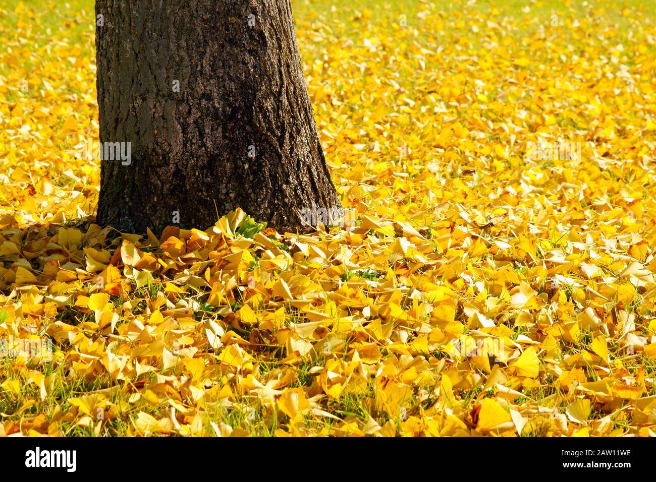 Fallen Leaves of Ginkgo Biloba Stock Photo - Alamy