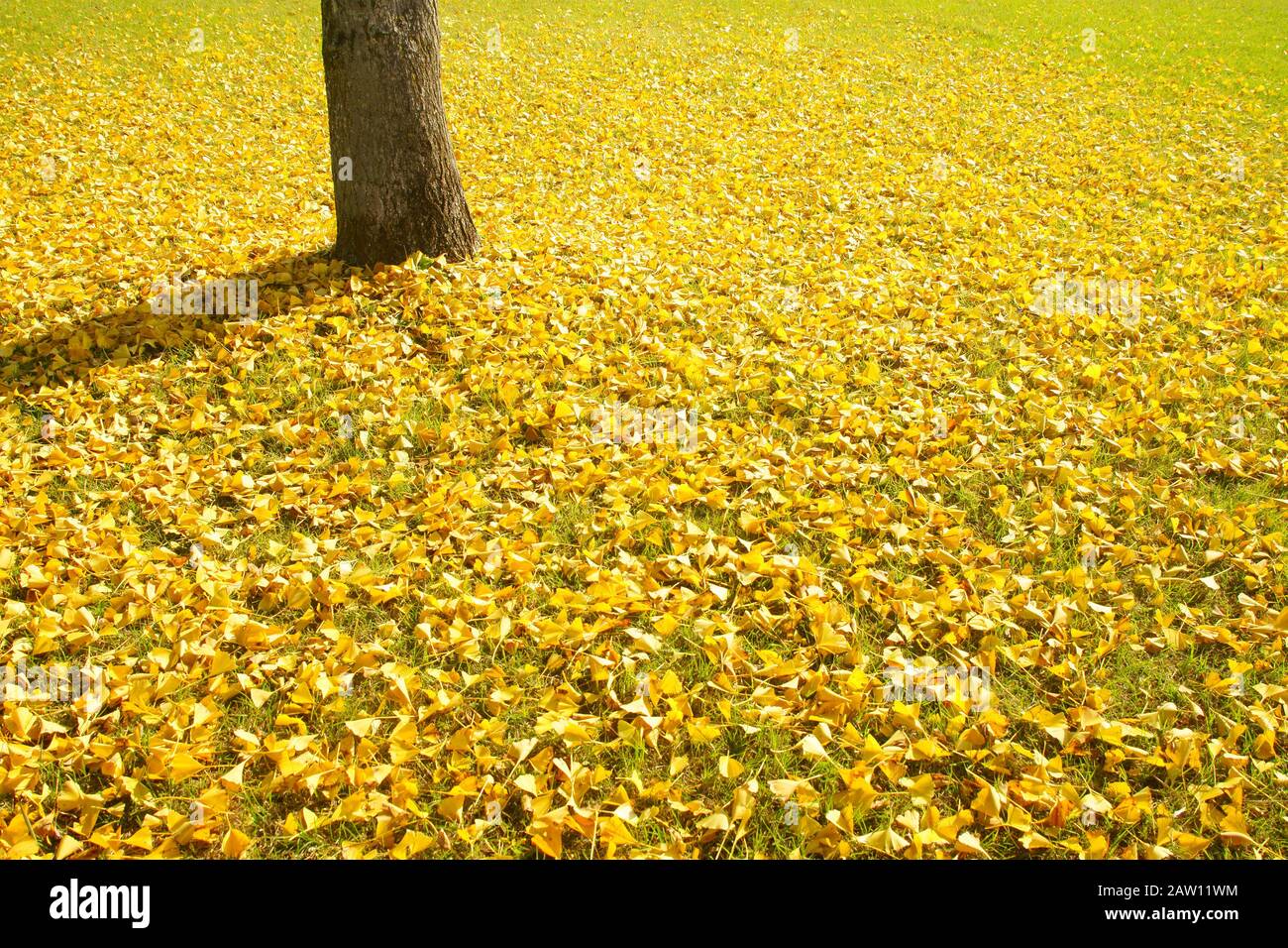 Fallen Leaves of Ginkgo Biloba Stock Photo - Alamy
