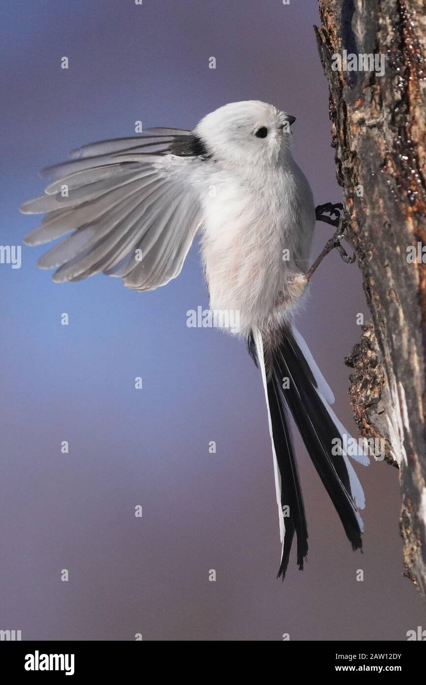 Aegithalos Caudatus Japonicus High Resolution Stock Photography and ...