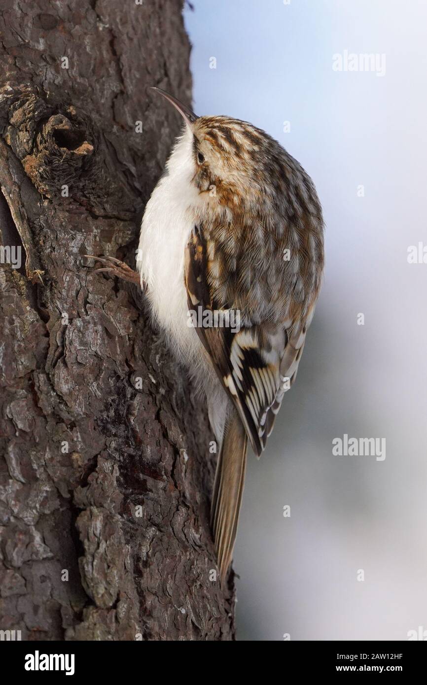 Kato gun hi-res stock photography and images - Alamy
