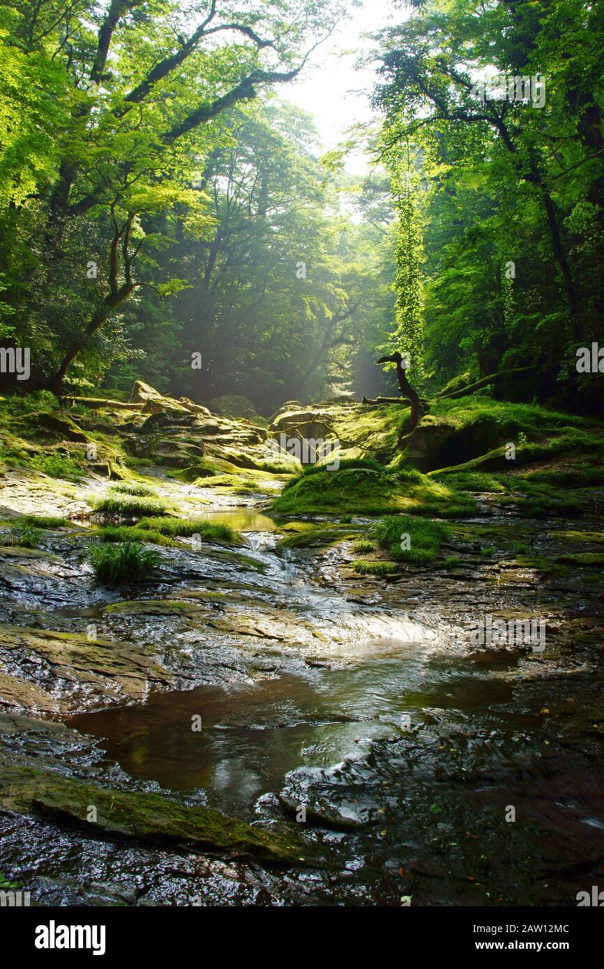 Fresh green Kikuchi Gorge, Kumamoto Prefecture, Japan Stock Photo - Alamy