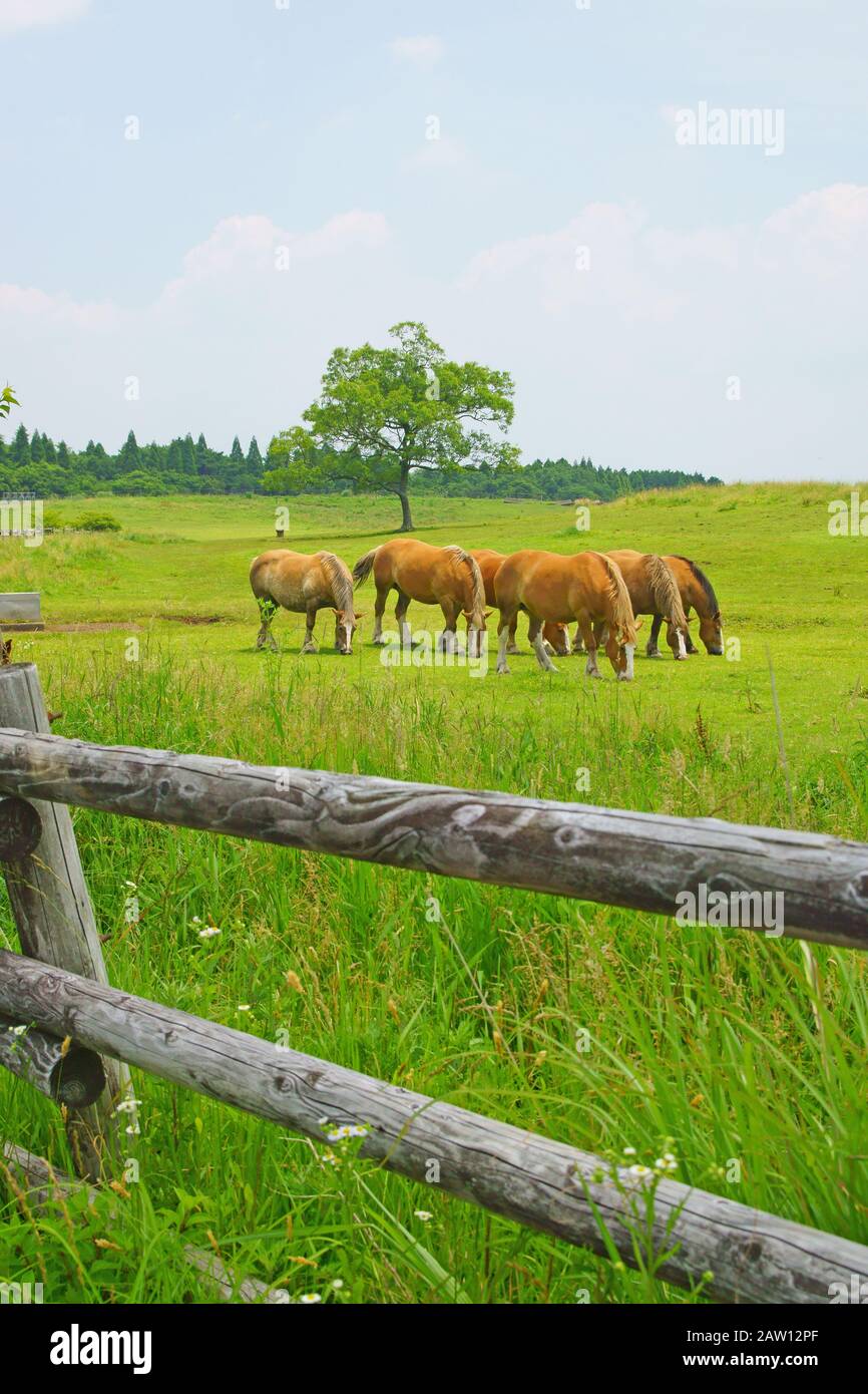 Six prefecture hi-res stock photography and images - Alamy