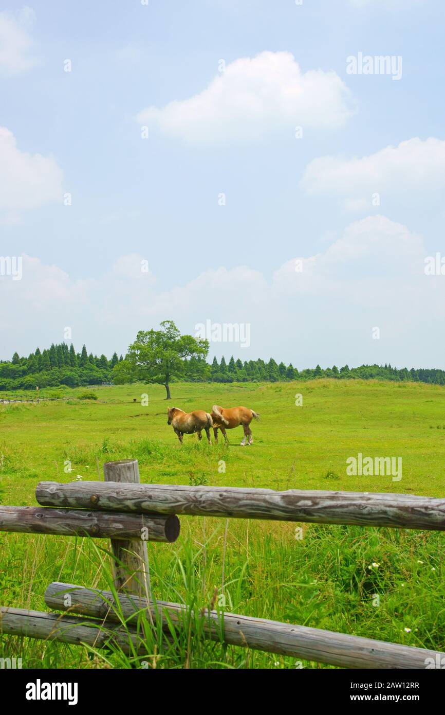 Ranch in Aso, Kumamoto Prefecture, Japan Stock Photo - Alamy