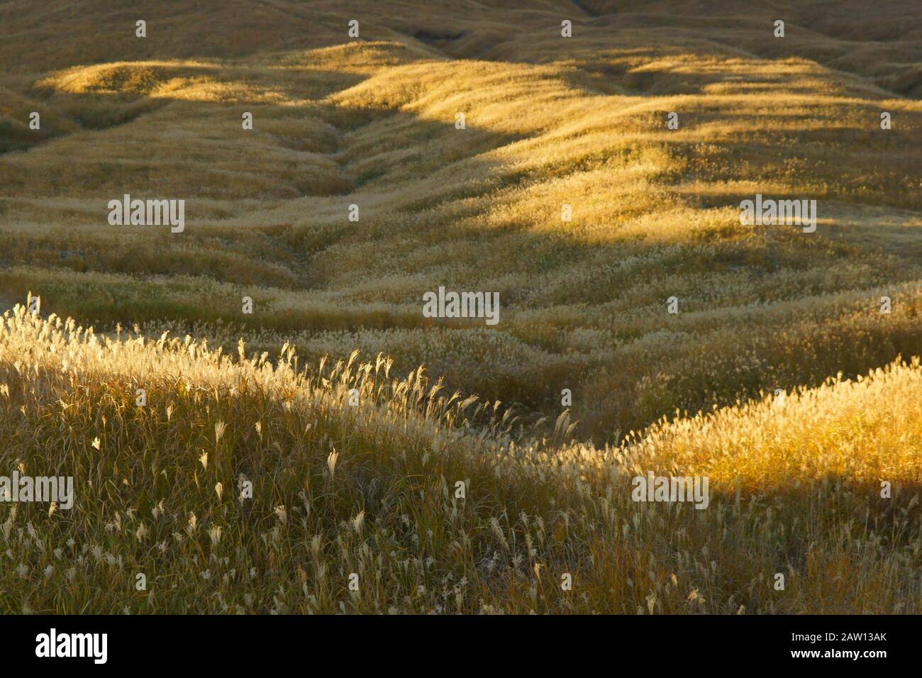 Field of Japanese Grass (Miscanthus Sinensis Stock Photo - Alamy
