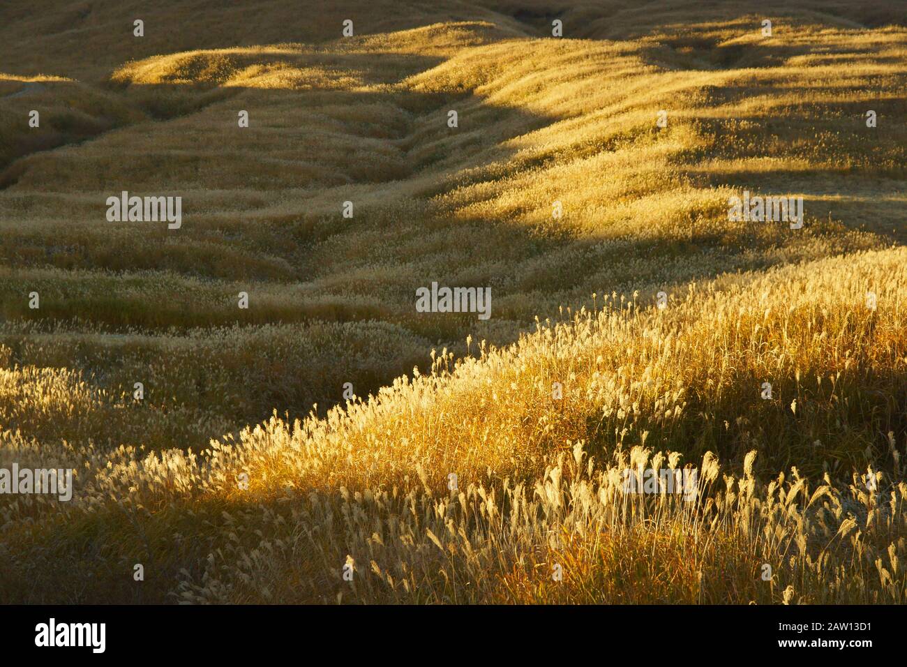Field of Japanese Grass (Miscanthus Sinensis Stock Photo - Alamy