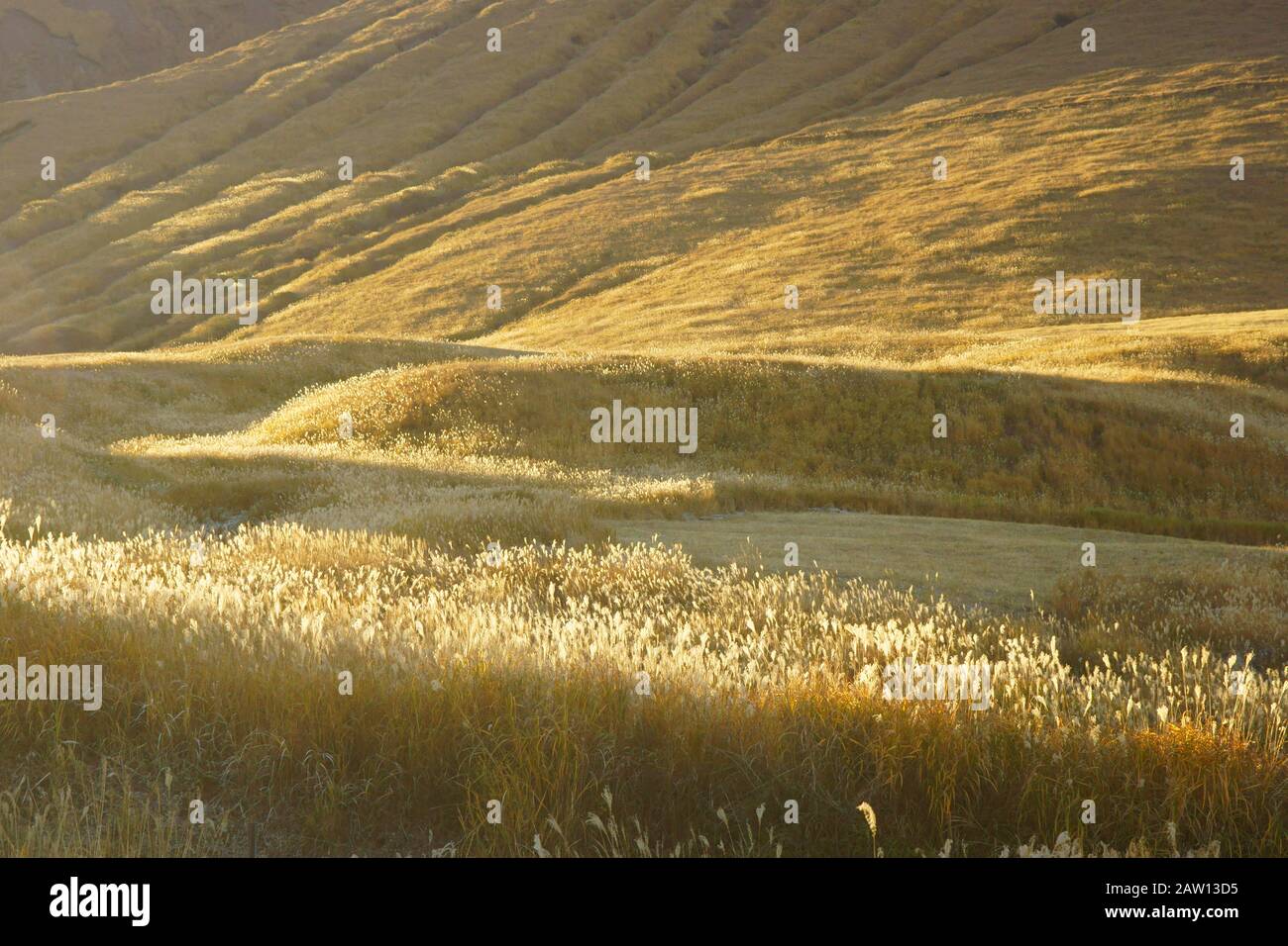 Field of Japanese Grass (Miscanthus Sinensis Stock Photo - Alamy