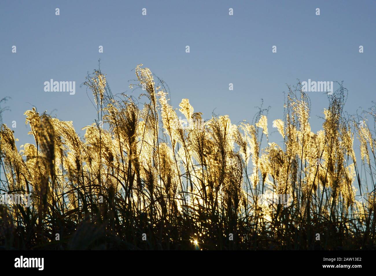 Field of Japanese Grass (Miscanthus Sinensis Stock Photo - Alamy