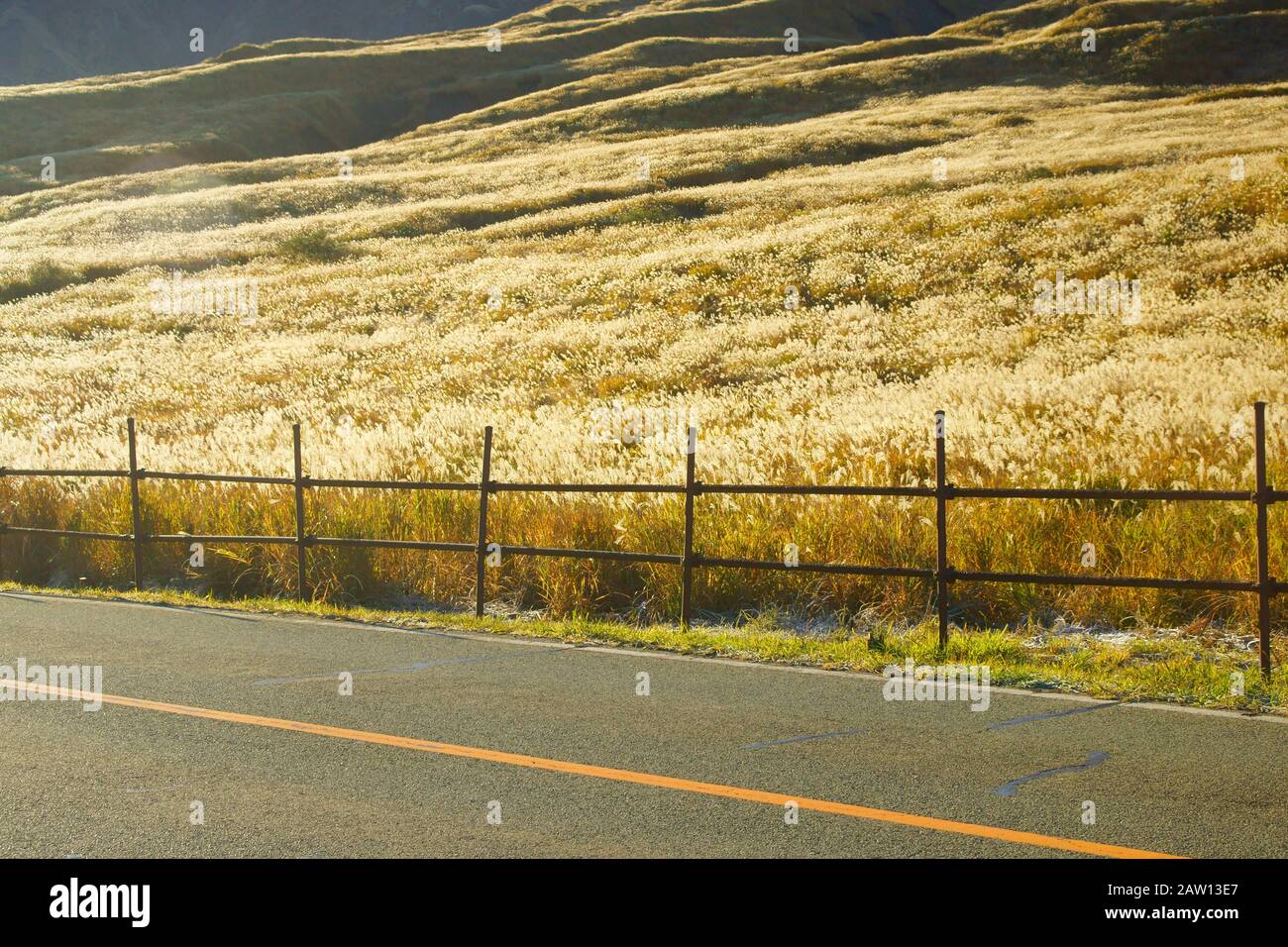 Field of Japanese Grass (Miscanthus Sinensis Stock Photo - Alamy