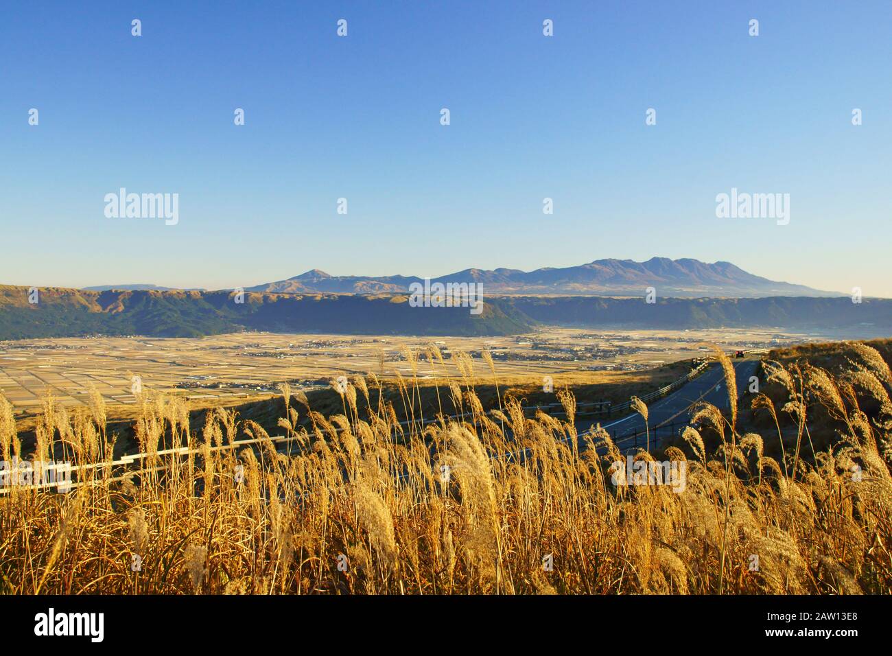 Field of Japanese Grass (Miscanthus Sinensis Stock Photo - Alamy