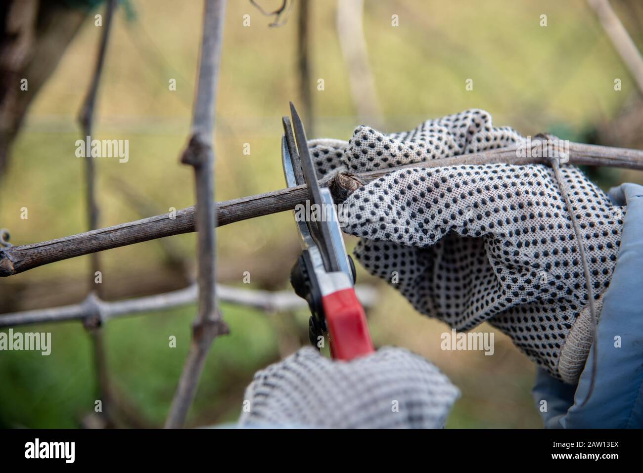 Vine pruning hi-res stock photography and images - Alamy