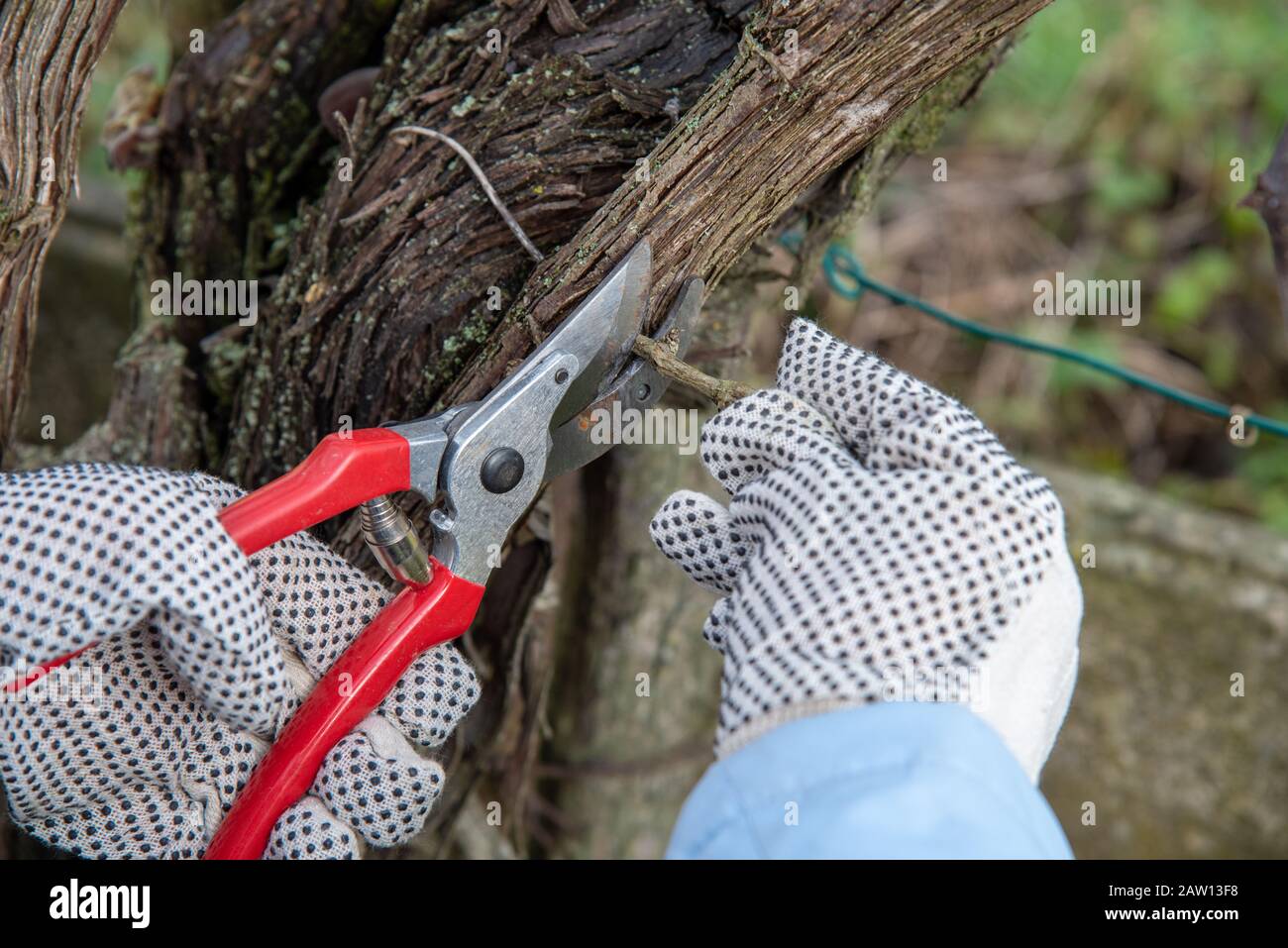 Vine pruning hi-res stock photography and images - Alamy
