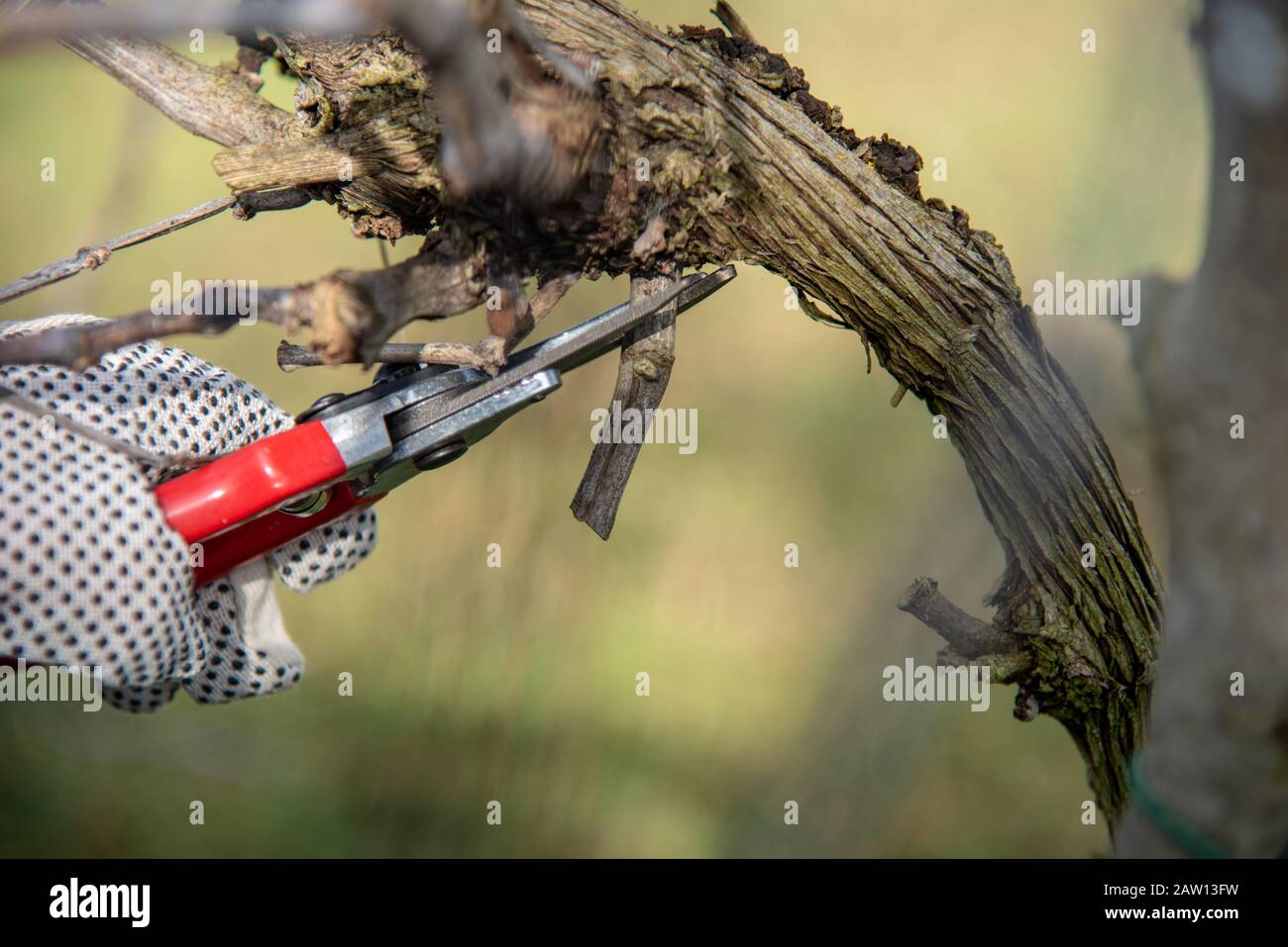 vine pruning close up on hands and red shear Stock Photo - Alamy