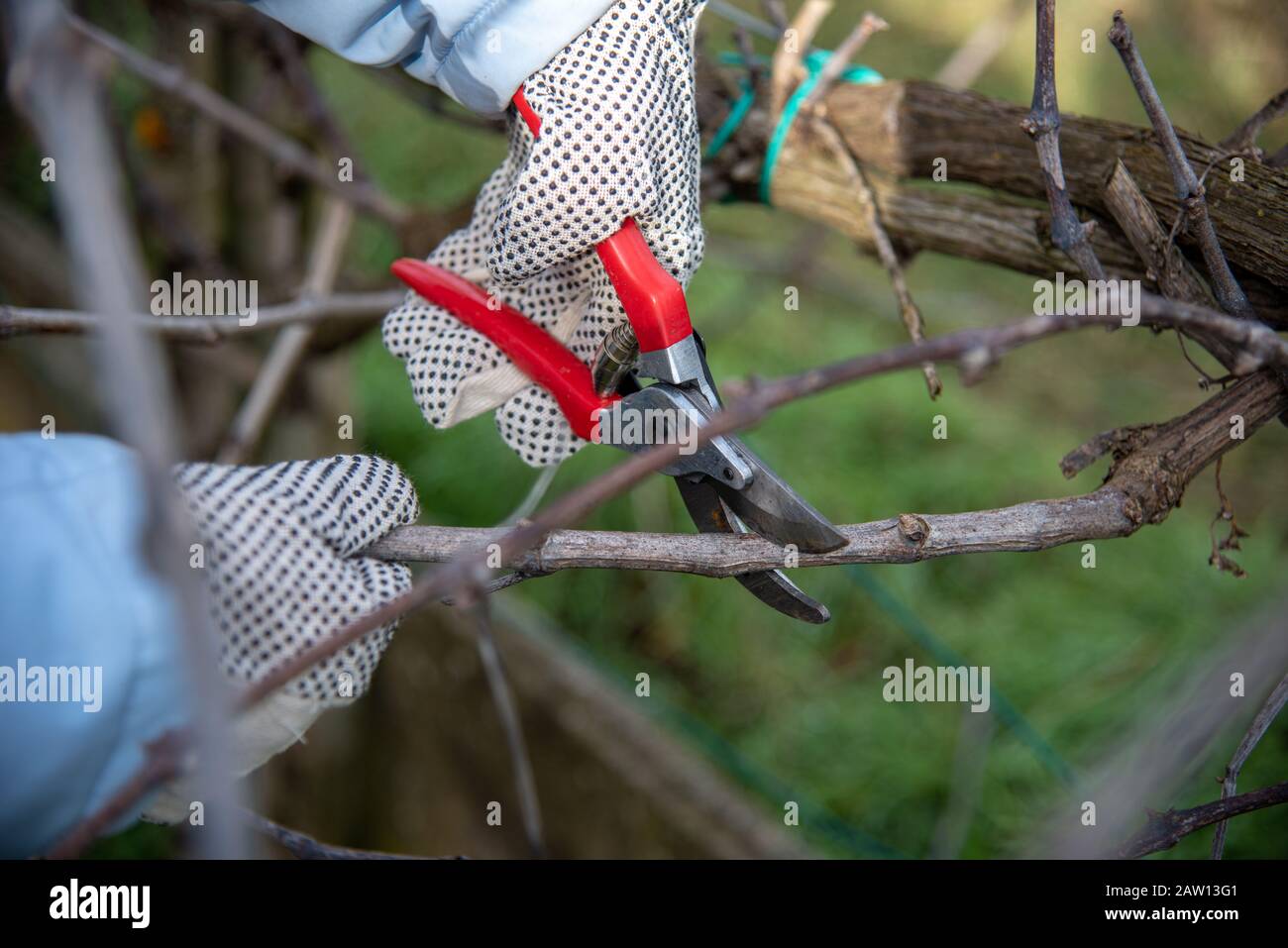 vine pruning, close up on hands and red shear Stock Photo - Alamy