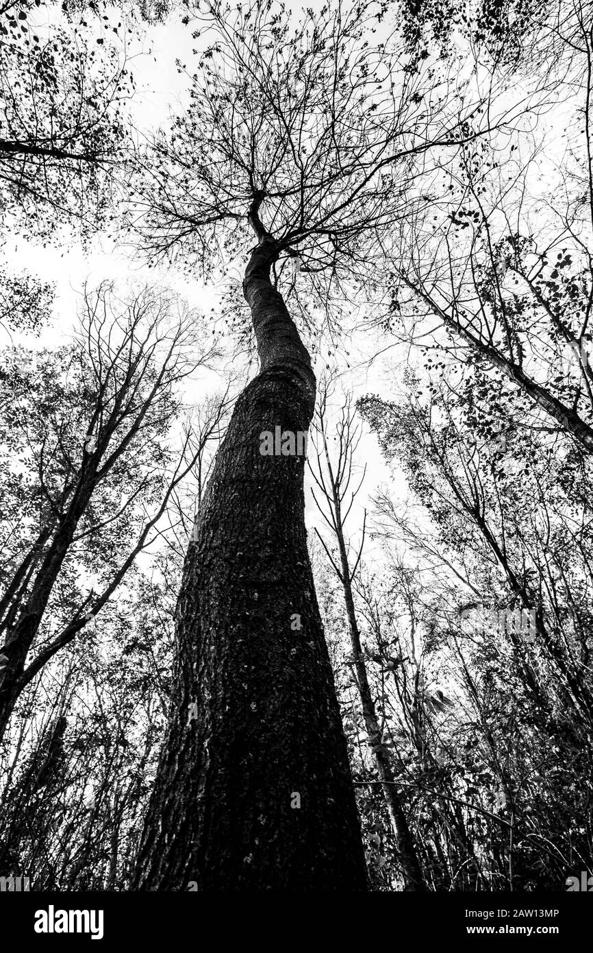 Wide angle view of a tall tree from an extremely low point of view ...