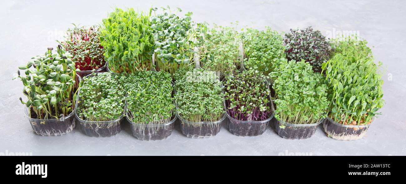 Differend types of Mixed Microgreens in trays on grey background. Top ...