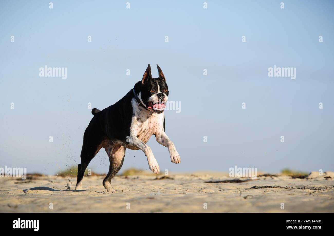 Boxer dog outdoor portrait Stock Photo - Alamy