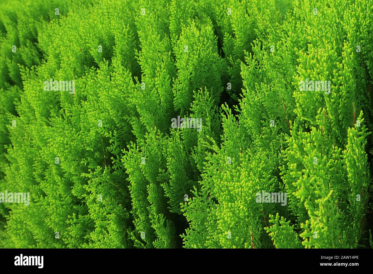 Vibrant Green Spike Moss Fern Plants in the Garden with Selective Focus ...