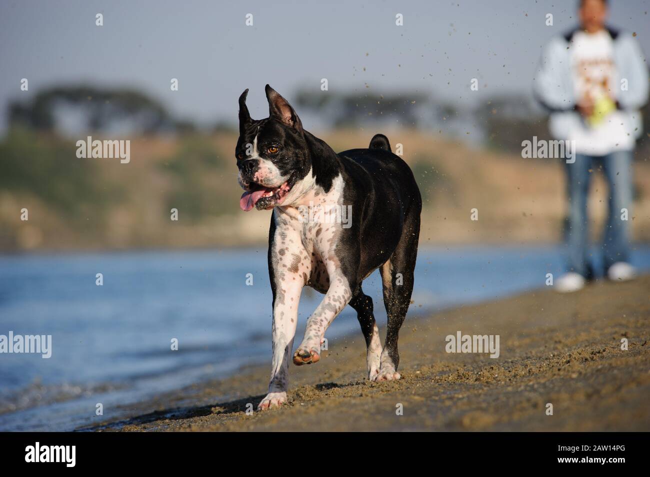 Boxer dog outdoor portrait Stock Photo - Alamy