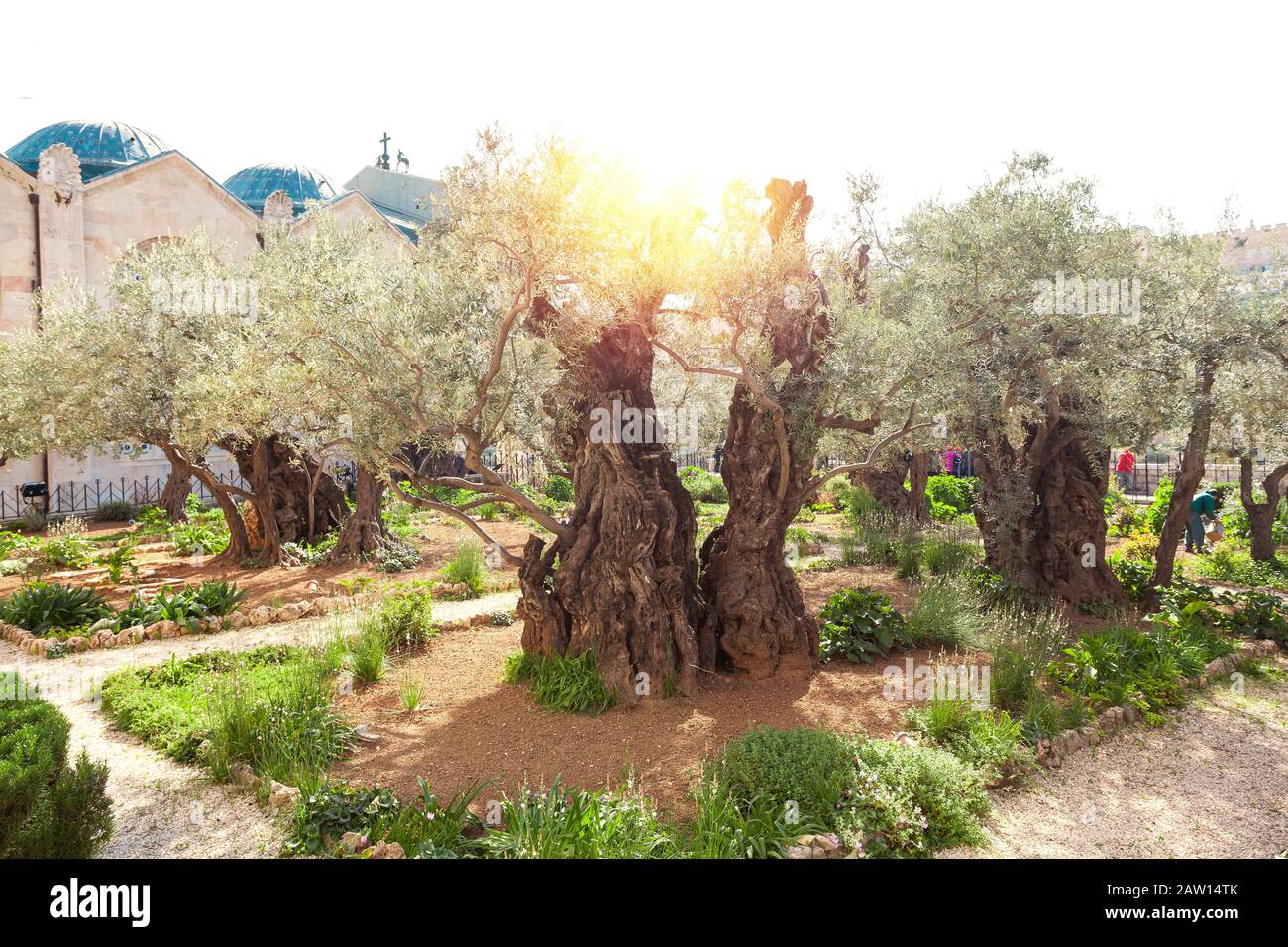 Thousand-year olive trees in Garden of Gethsemane, Israel Stock Photo ...