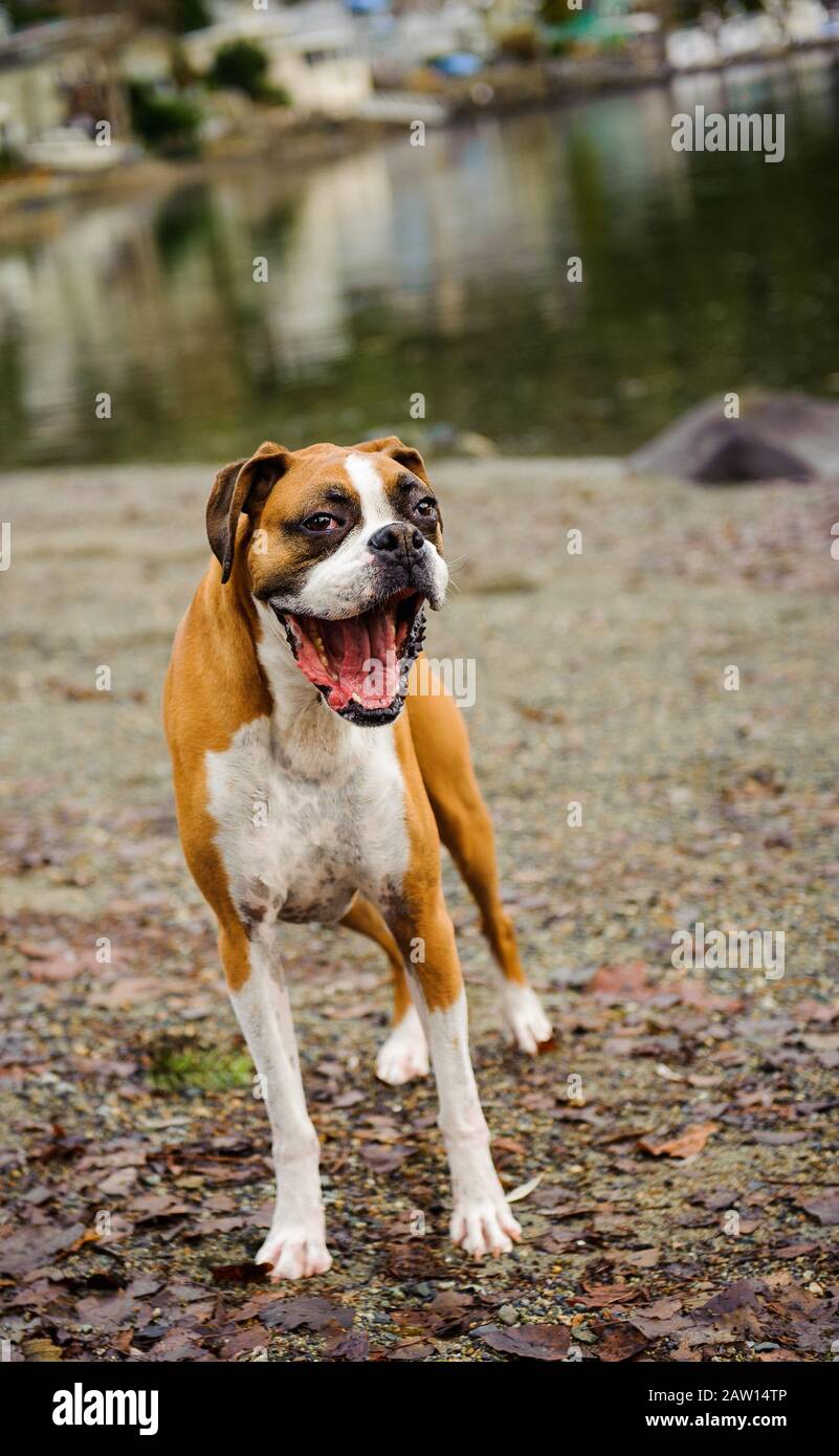 Boxer dog outdoor portrait Stock Photo - Alamy