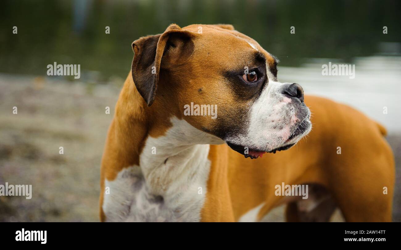 Boxer dog outdoor portrait Stock Photo - Alamy