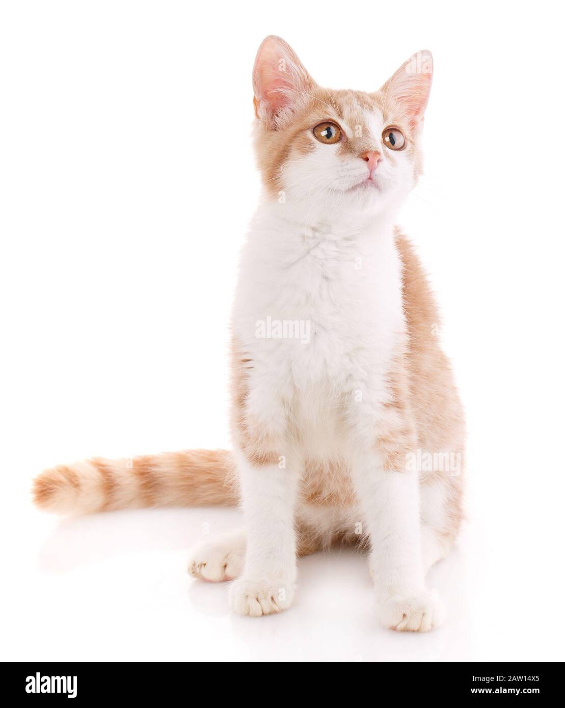 Cute red and white young cat isolated Stock Photo - Alamy