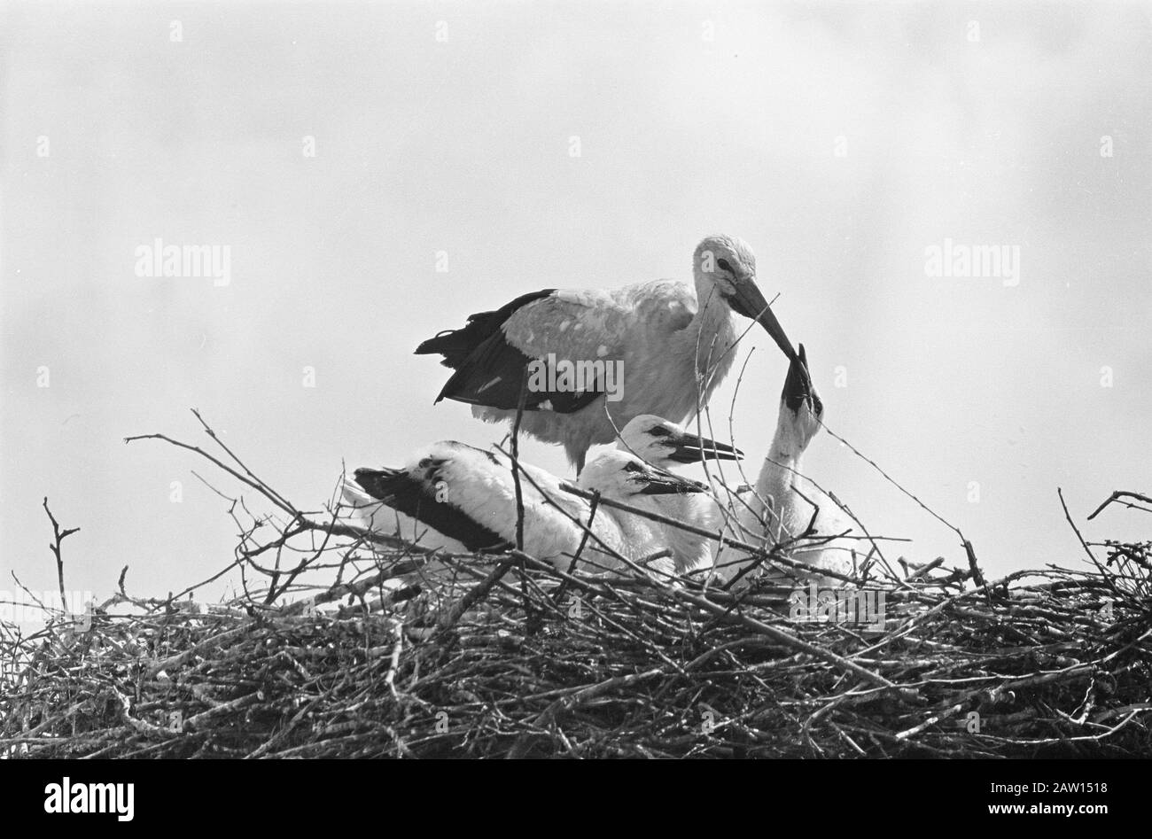 Stork with children on the roof of the town hall of Oudewater Date ...
