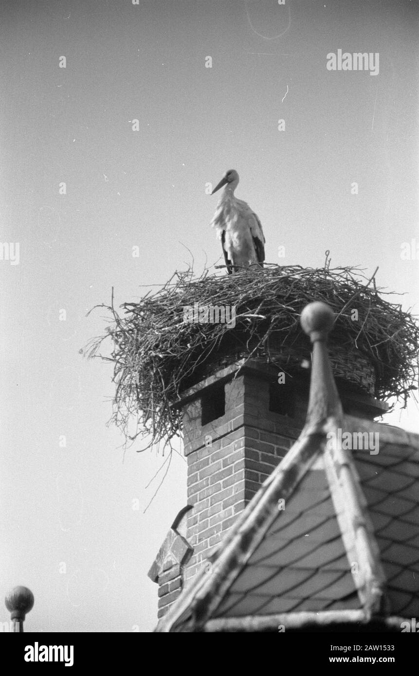 Breeding couple storks Black and White Stock Photos & Images - Alamy