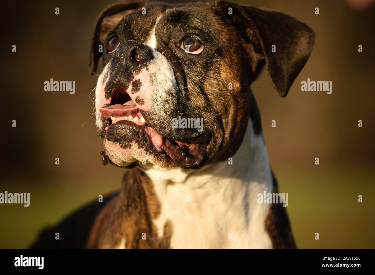 Boxer dog outdoor portrait Stock Photo - Alamy