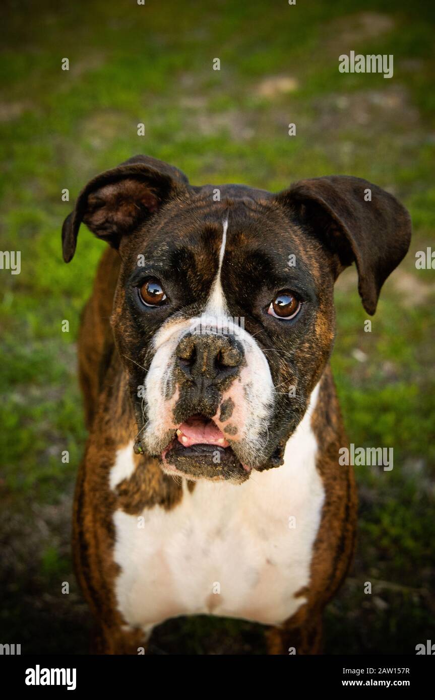 Boxer dog outdoor portrait Stock Photo - Alamy