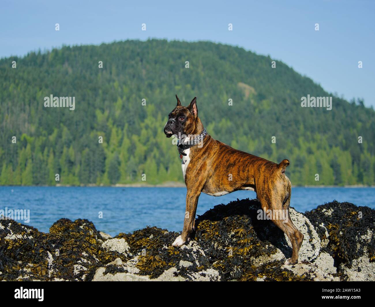 Boxer dog outdoor portrait Stock Photo - Alamy