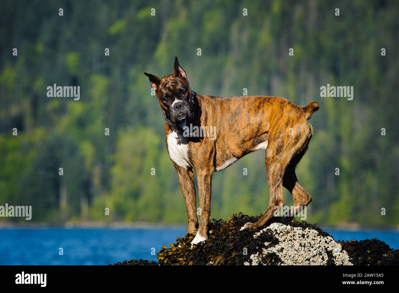Boxer dog outdoor portrait Stock Photo - Alamy
